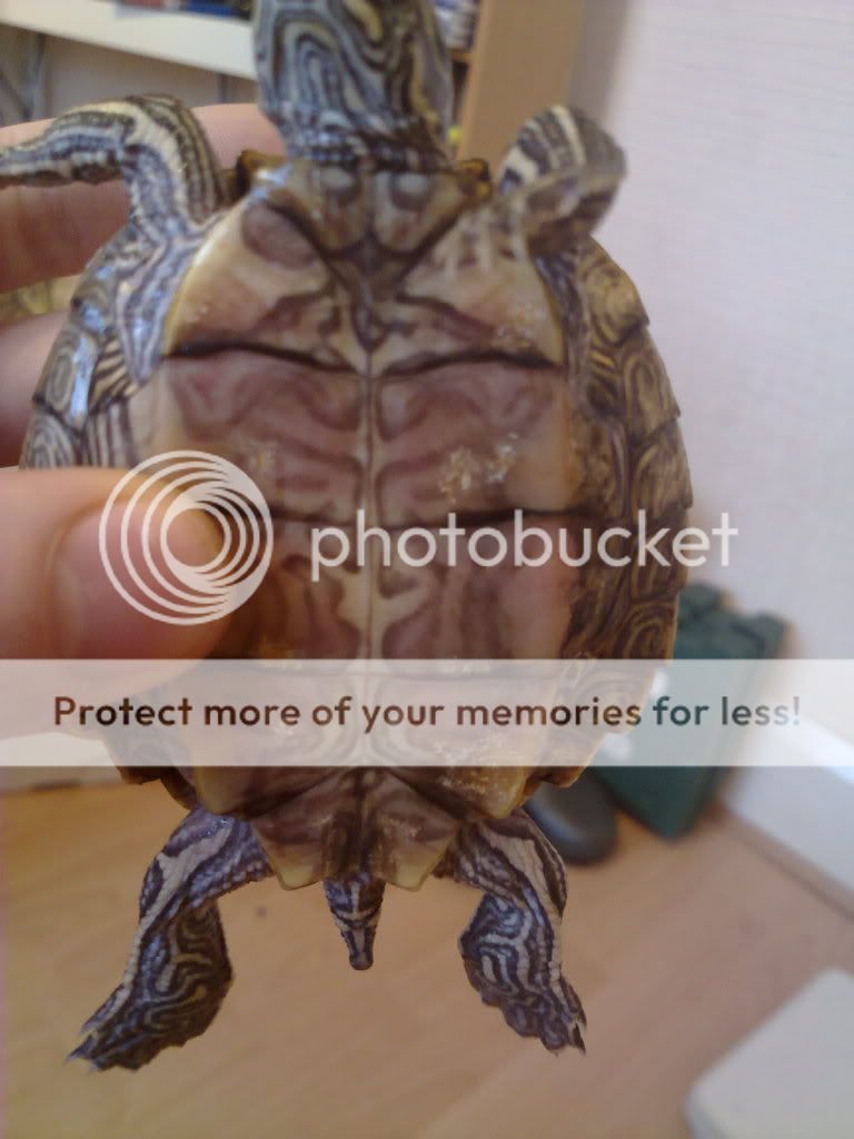 Turtle Retaining Scutes?? | Reptile Forums