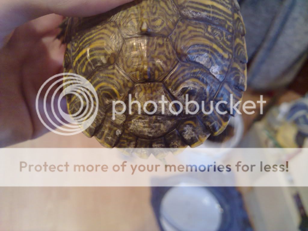 Turtle Retaining Scutes?? | Reptile Forums