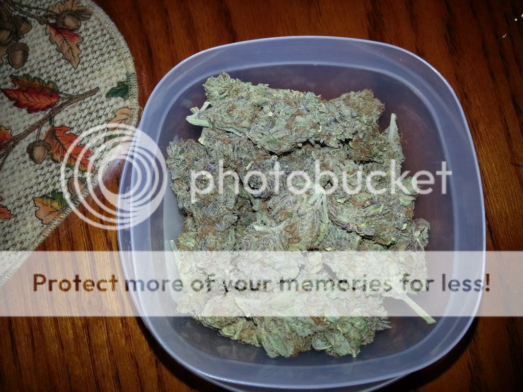 Best Buds: Post Your Pics of Your Dankest Buds! | Rollitup